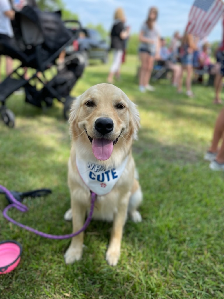English Cream Golden Retriever Puppies Western Nebraska Breeder Serving ...